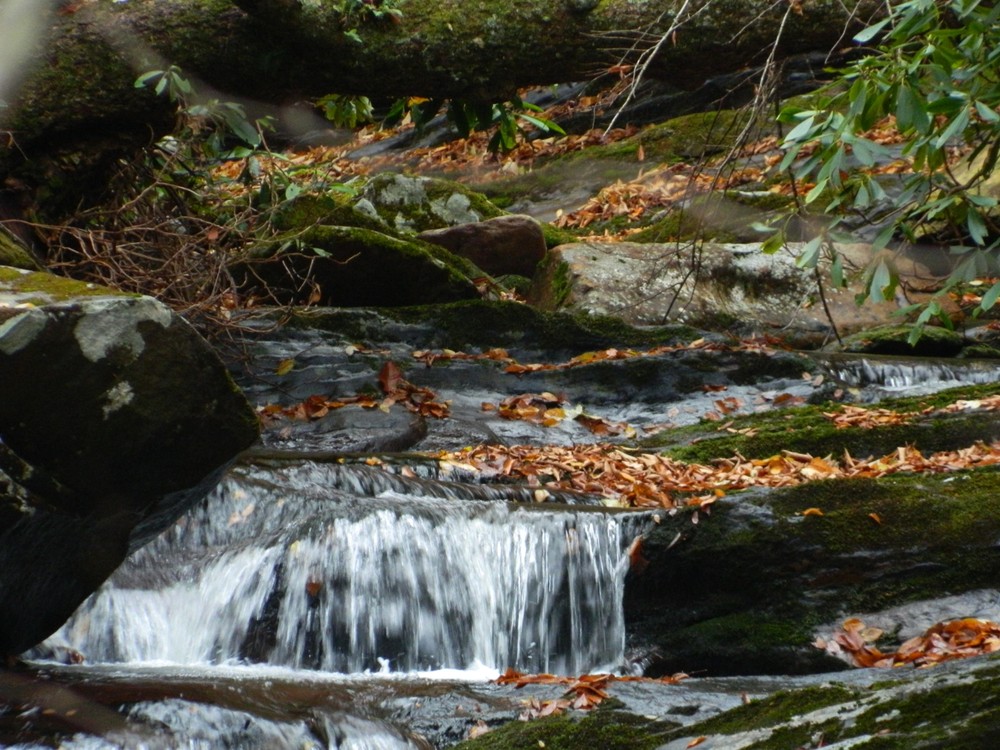 Remote Waterfalls & Shuttle Hike | Smoky Mountain Guides