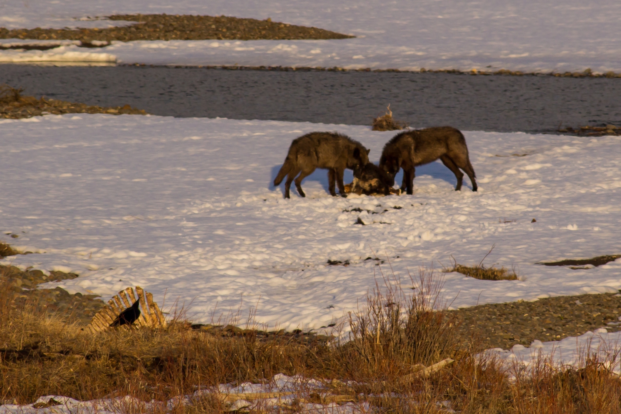 Lamar Valley Winter Wolves & Wildlife | Yellowstone Wildlife Profiles